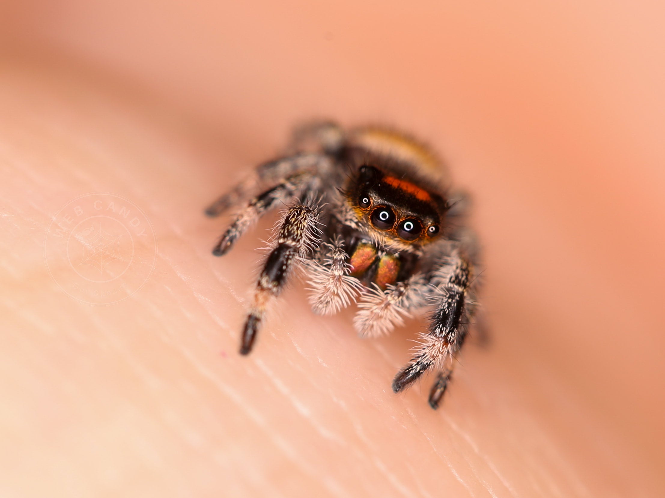 "Marmalade" Phidippus regius female | Web Candy, LLC