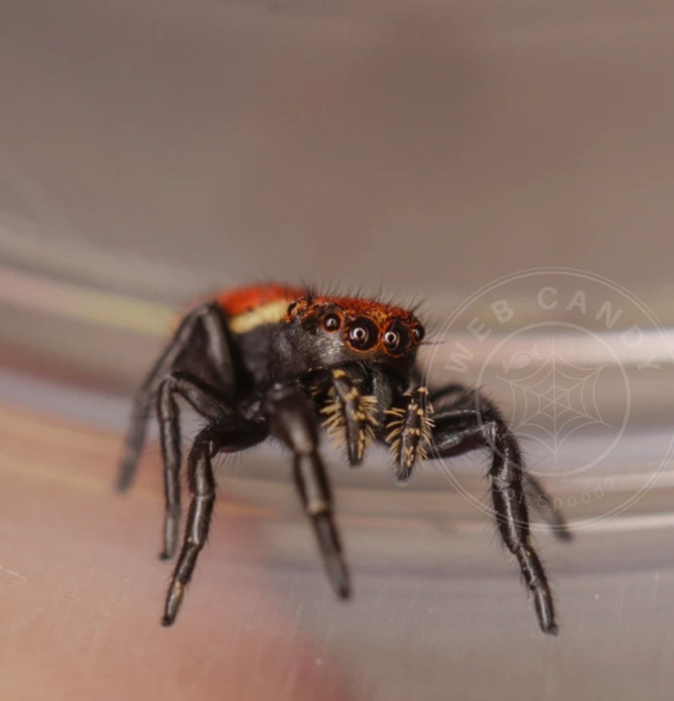 Apache juvenile: Breeders Choice | Web Candy, LLC