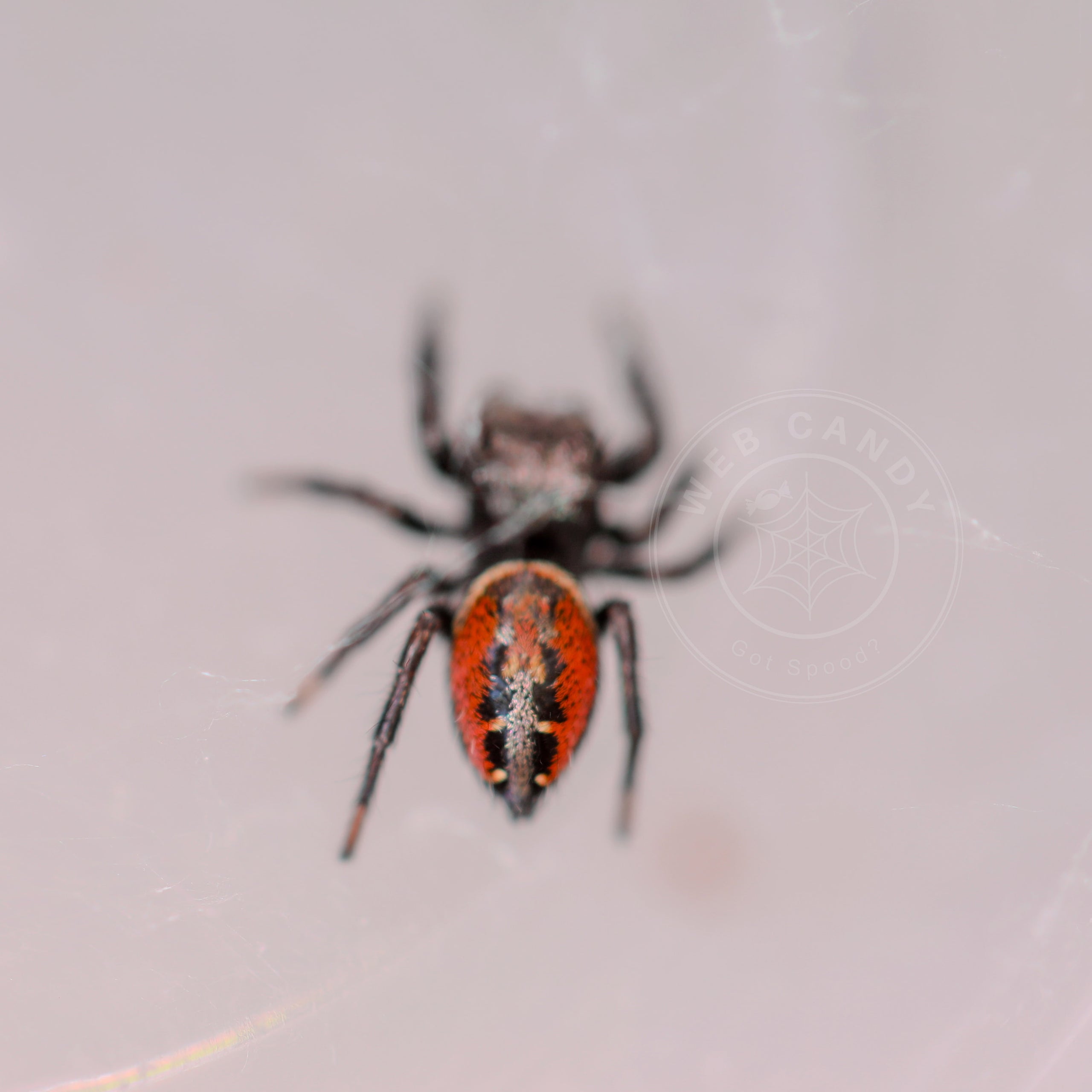 Carneus juveniles i6-i8; Breeder's choice, CH | Web Candy, LLC